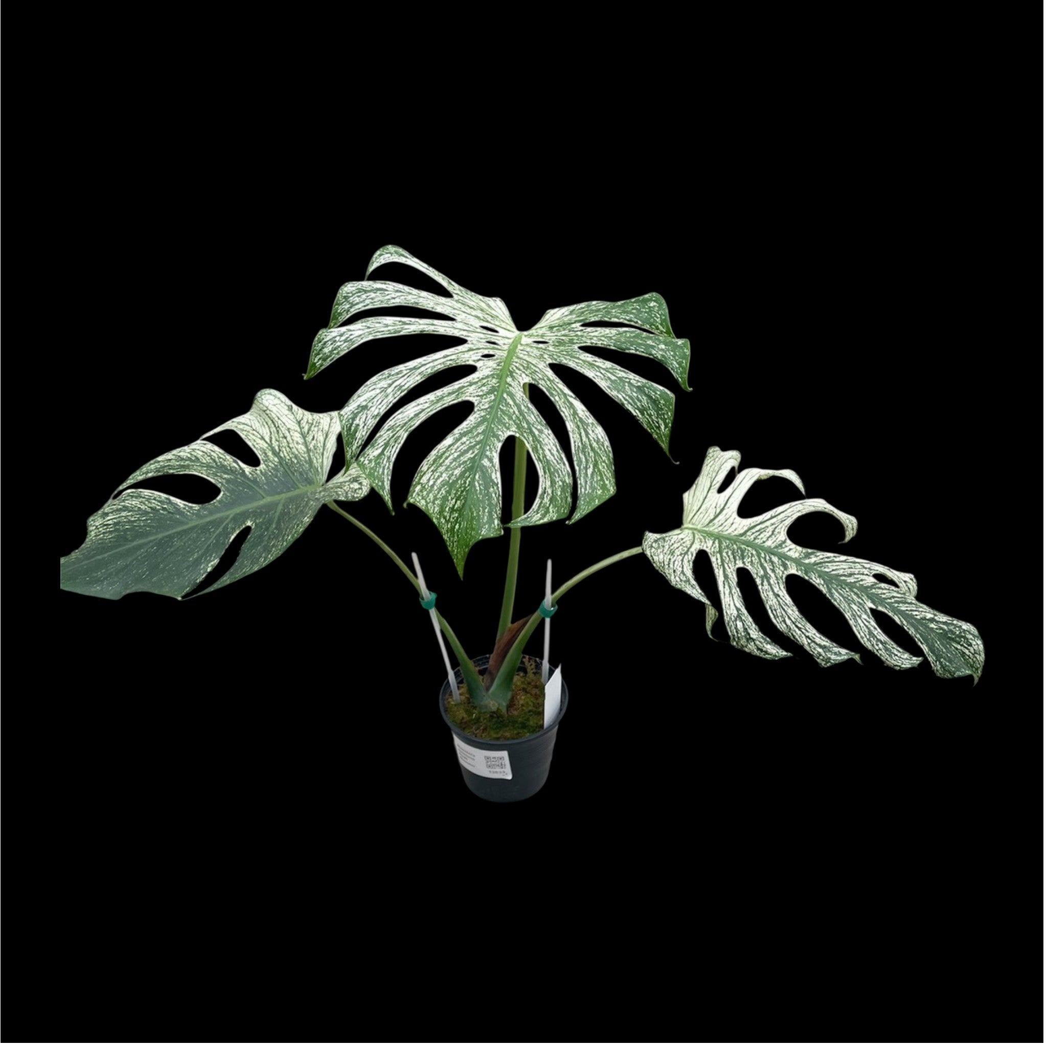 Buyer's Selection – Amazon Garden Thailand