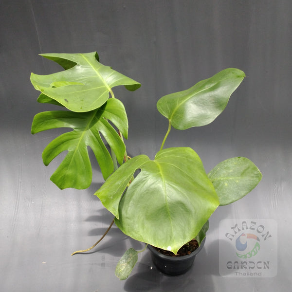 Monstera deliciosa var sierrana Hawaii – Amazon Garden Thailand